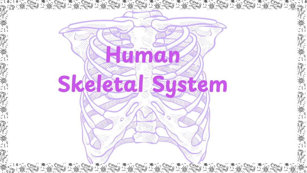 Skeletal System Study Guide: Anatomy Notes & Quizzes (PDF Printable ...