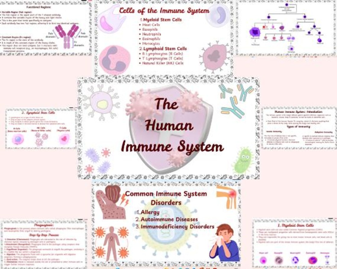 Immune System Study Guide: Anatomy & Physiology Notes (43-page PDF ...