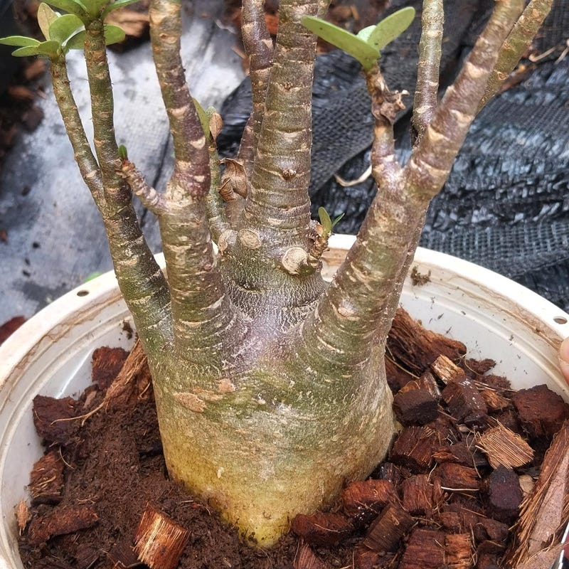 Adenium Arabicum - Etsy