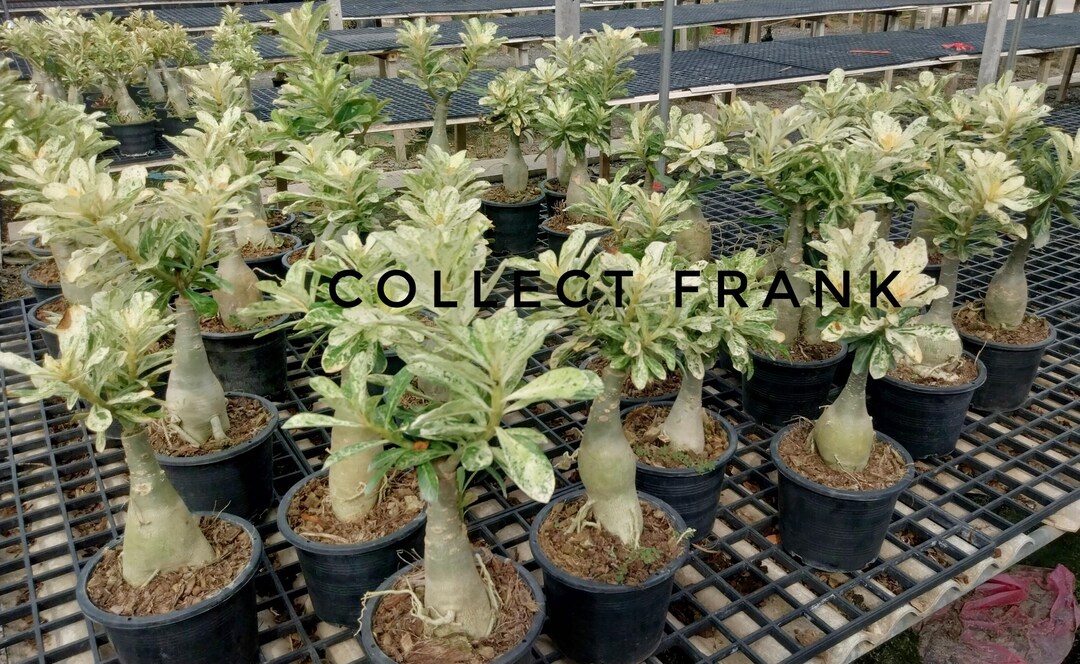 Adenium Obesum Variegated 6 Grafted Plant - Etsy