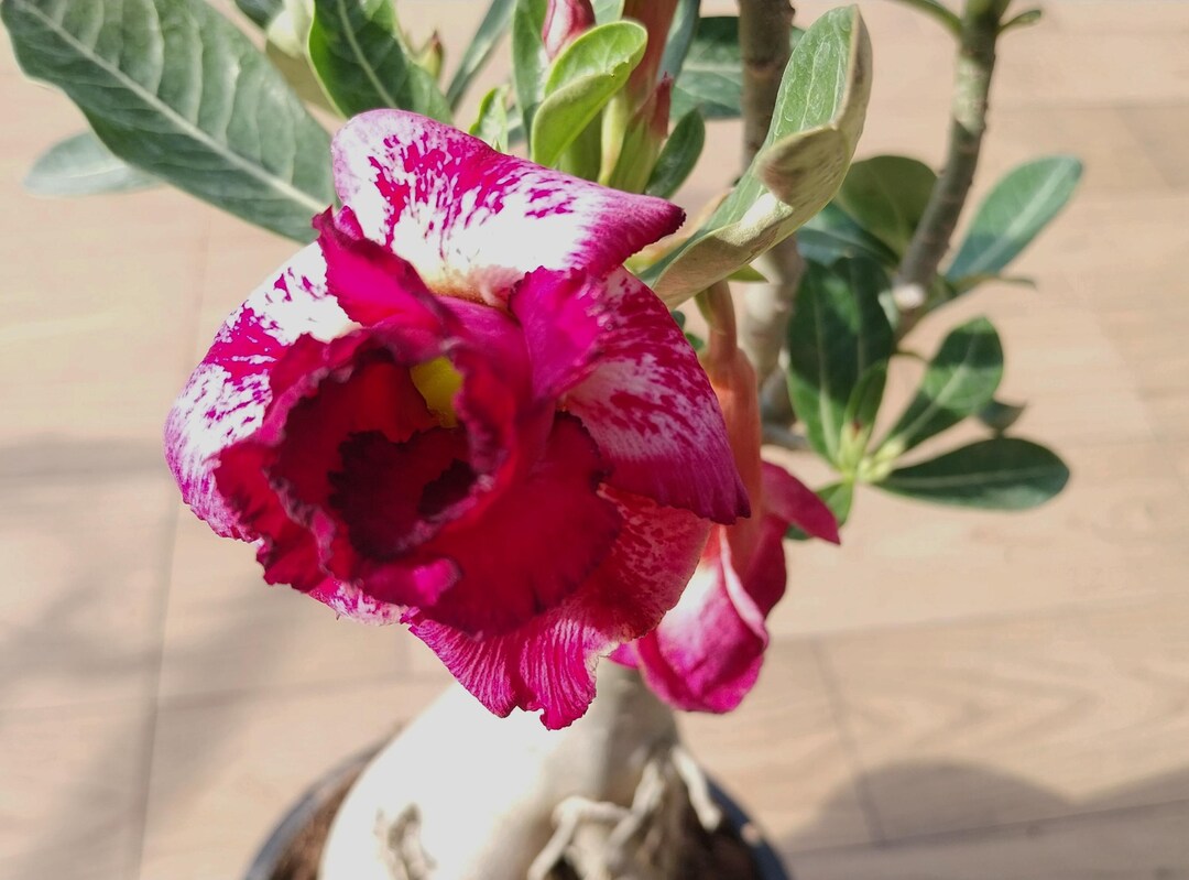 Grafted Adenium Obesum Size Pot 6 Inch - Etsy