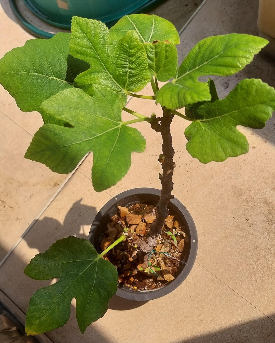 White & White Madeira Fig Tree - Etsy