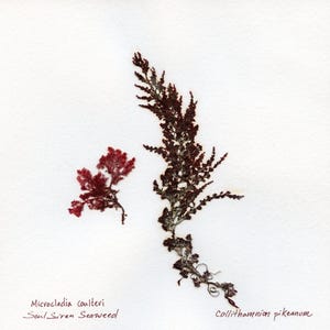 California Pressed Seaweed Art - Etsy
