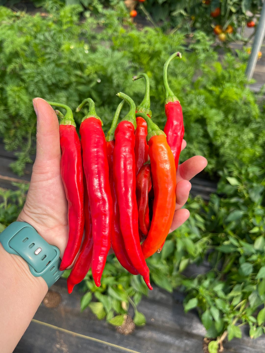 Open Pollinated Cayenne Pepper Seeds: Red Rocket - Etsy
