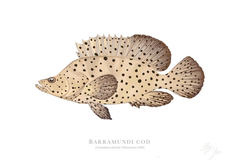 Barramundi Cod Print - Etsy