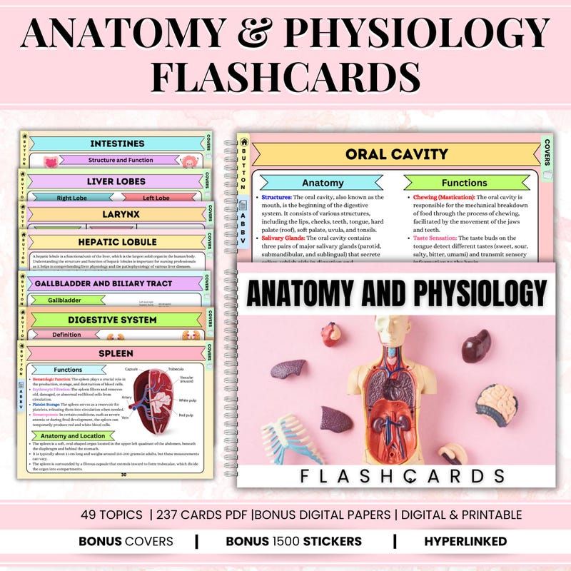 Anatomy Flashcards - Etsy