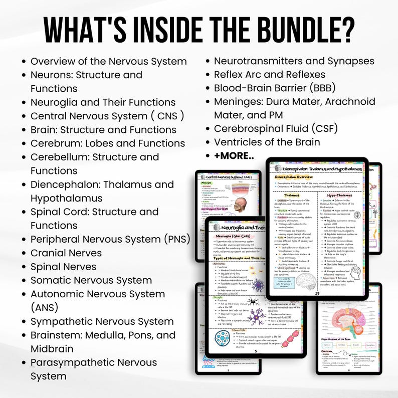 100+ Nervous System Notes Hyperlinked, Bonus Flashcards Stickers Study ...