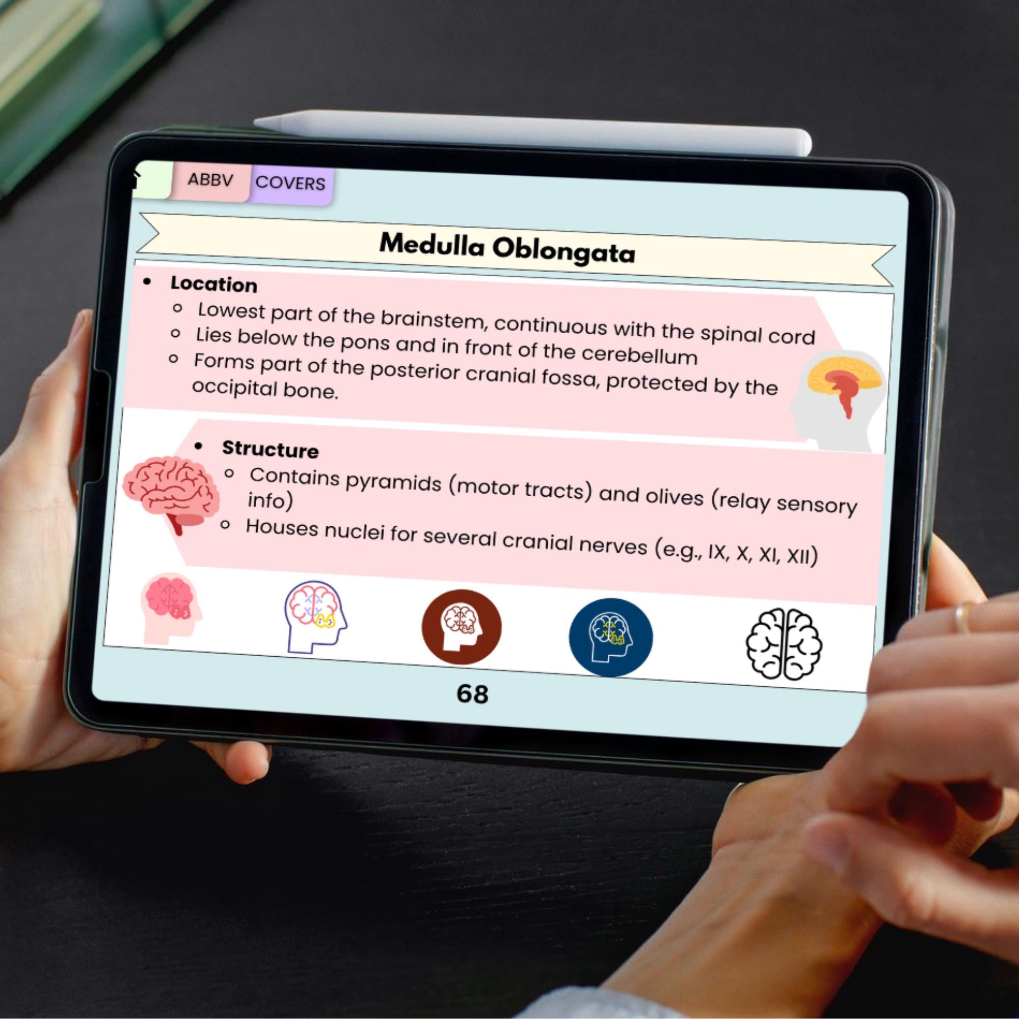 Anatomy Brain Flashcards Hyperlinked, Brain Anatomy Study, Anatomy and ...