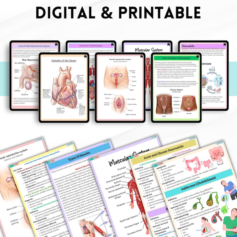 Anatomy & Physiology Mega Bundle With Flashcards Stickers Quizzes and ...