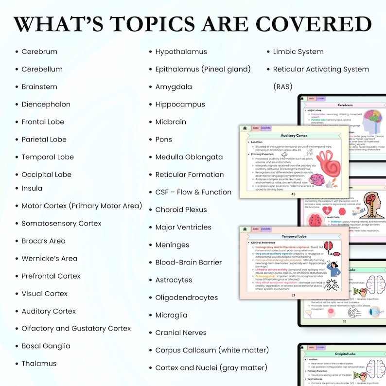 Anatomy Brain Flashcards Hyperlinked, Brain Anatomy Study, Anatomy and ...