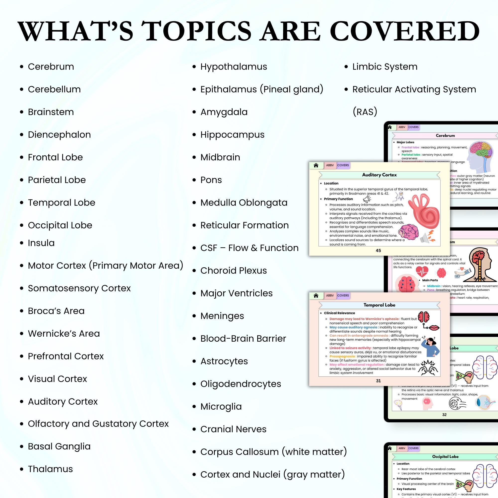 Anatomy Brain Flashcards Hyperlinked, Brain Anatomy Study, Anatomy and ...
