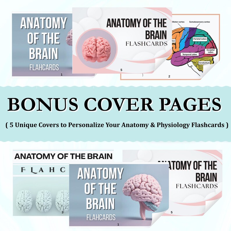 Anatomy Brain Flashcards Hyperlinked, Brain Anatomy Study, Anatomy and ...
