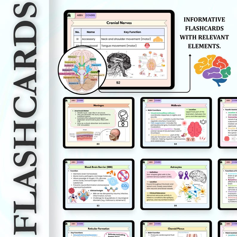 Anatomy Brain Flashcards Hyperlinked, Brain Anatomy Study, Anatomy and ...