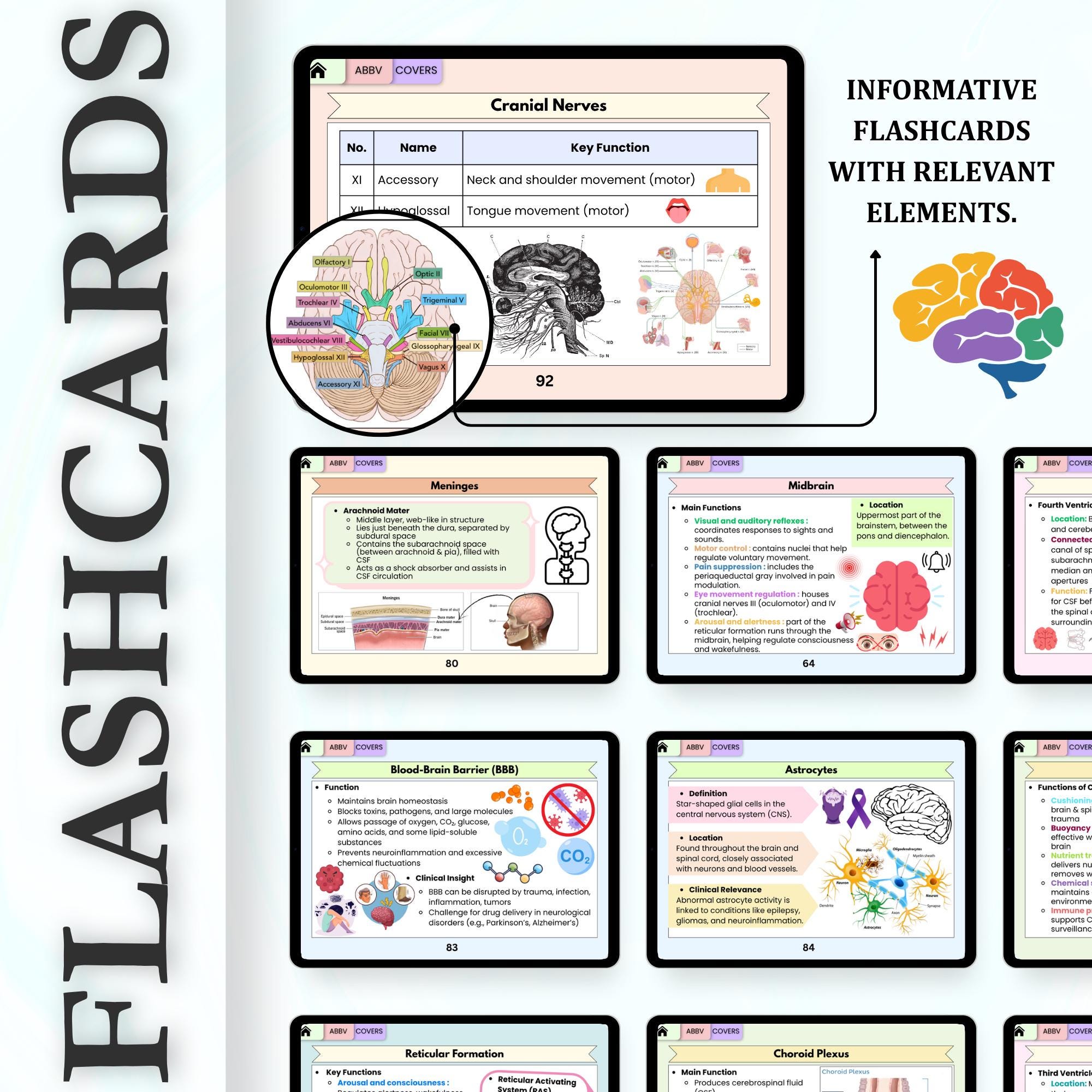 Anatomy Brain Flashcards Hyperlinked, Brain Anatomy Study, Anatomy and ...