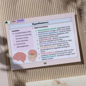 Anatomy Brain Flashcards Hyperlinked, Brain Anatomy Study, Anatomy and ...
