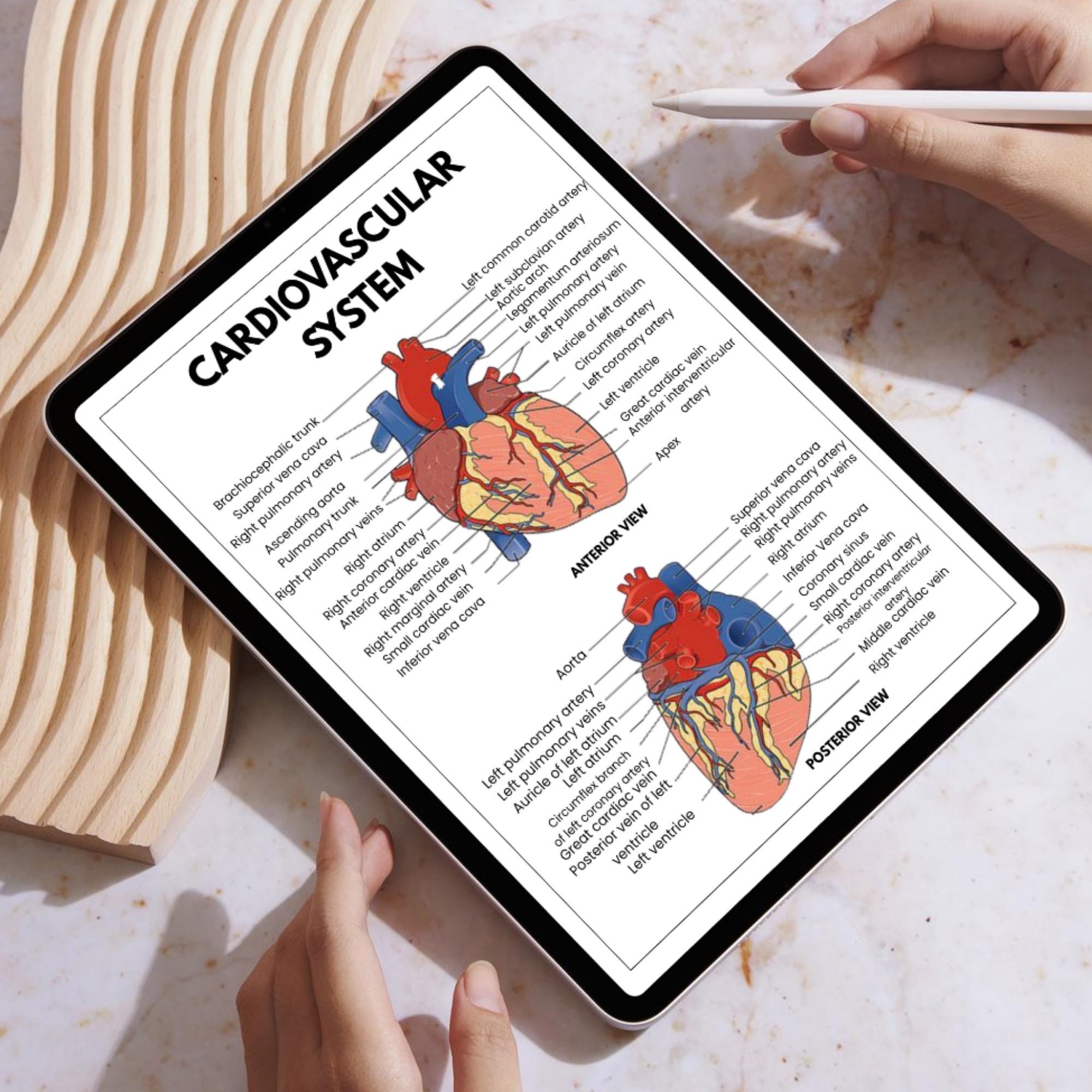 Human Anatomy Guide, 20 Pages Pdf, Human Body Systems Quick Guide, Med ...