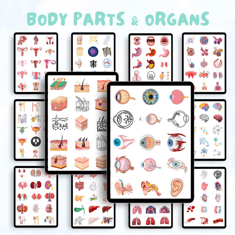 Anatomy Clipart Bundle PNG | Human Anatomy Organs Illustrations ...