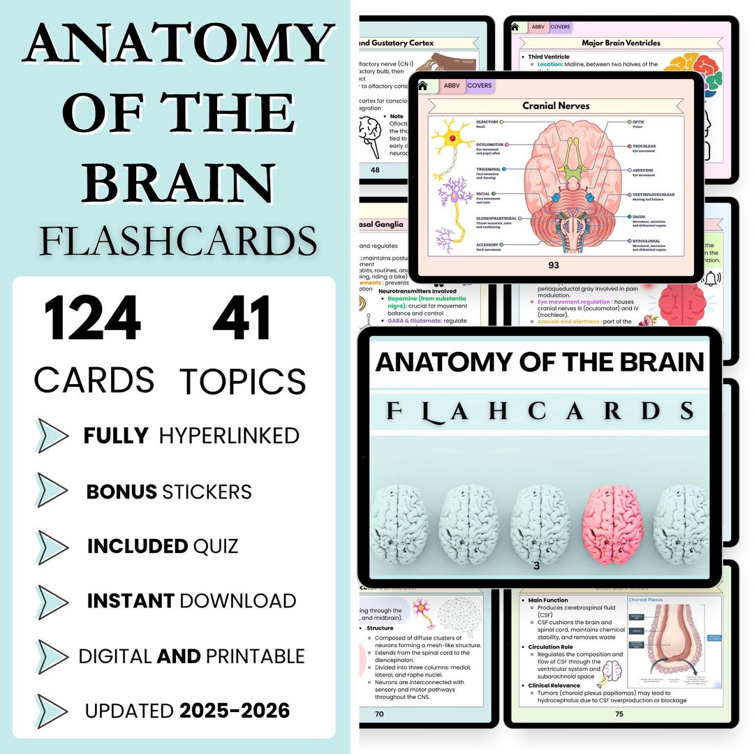 Anatomy Brain Flashcards Hyperlinked, Brain Anatomy Study, Anatomy and ...