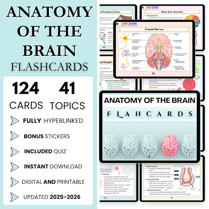 Anatomy Brain Flashcards Hyperlinked, Brain Anatomy Study, Anatomy and ...