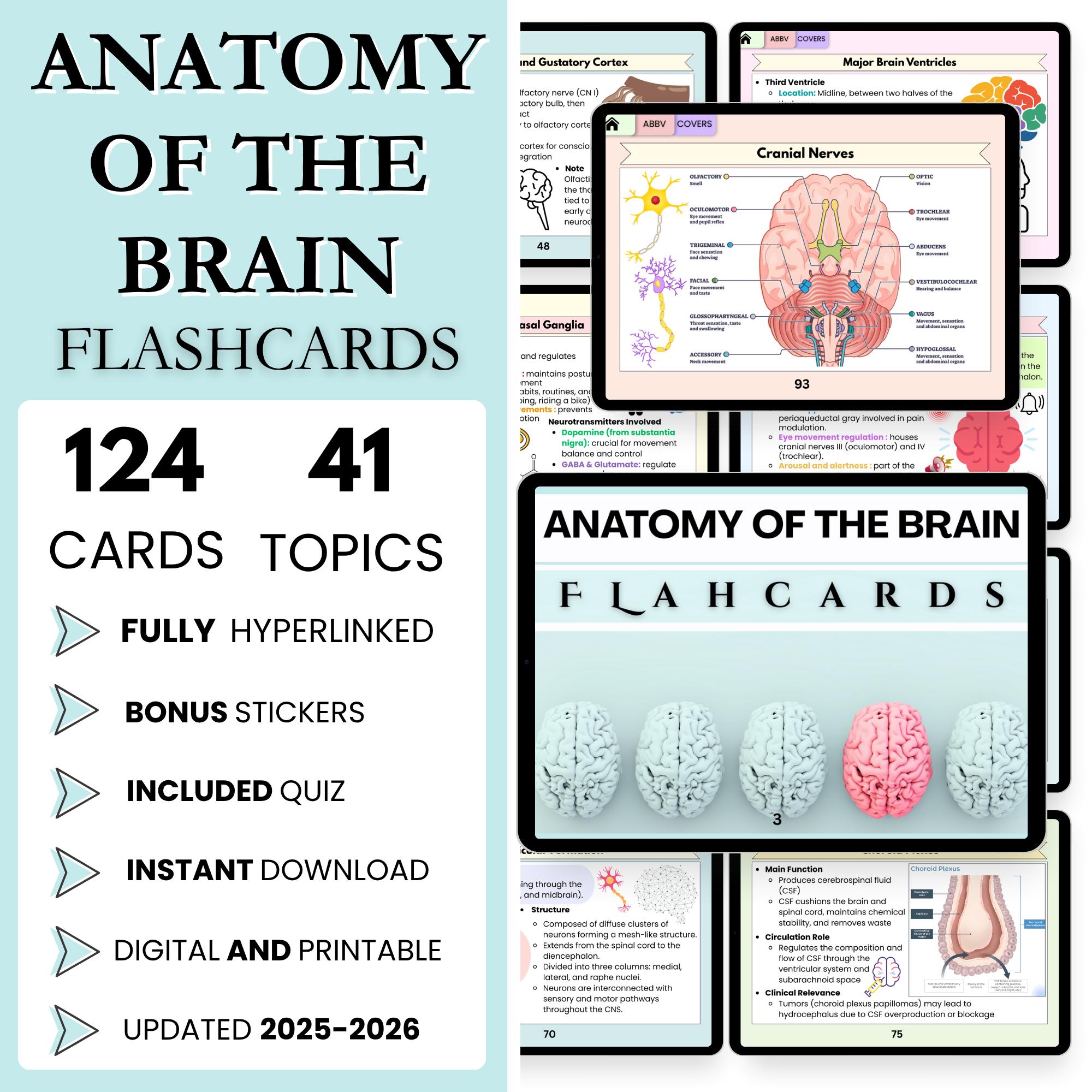 Anatomy Brain Flashcards Hyperlinked, Brain Anatomy Study, Anatomy and ...