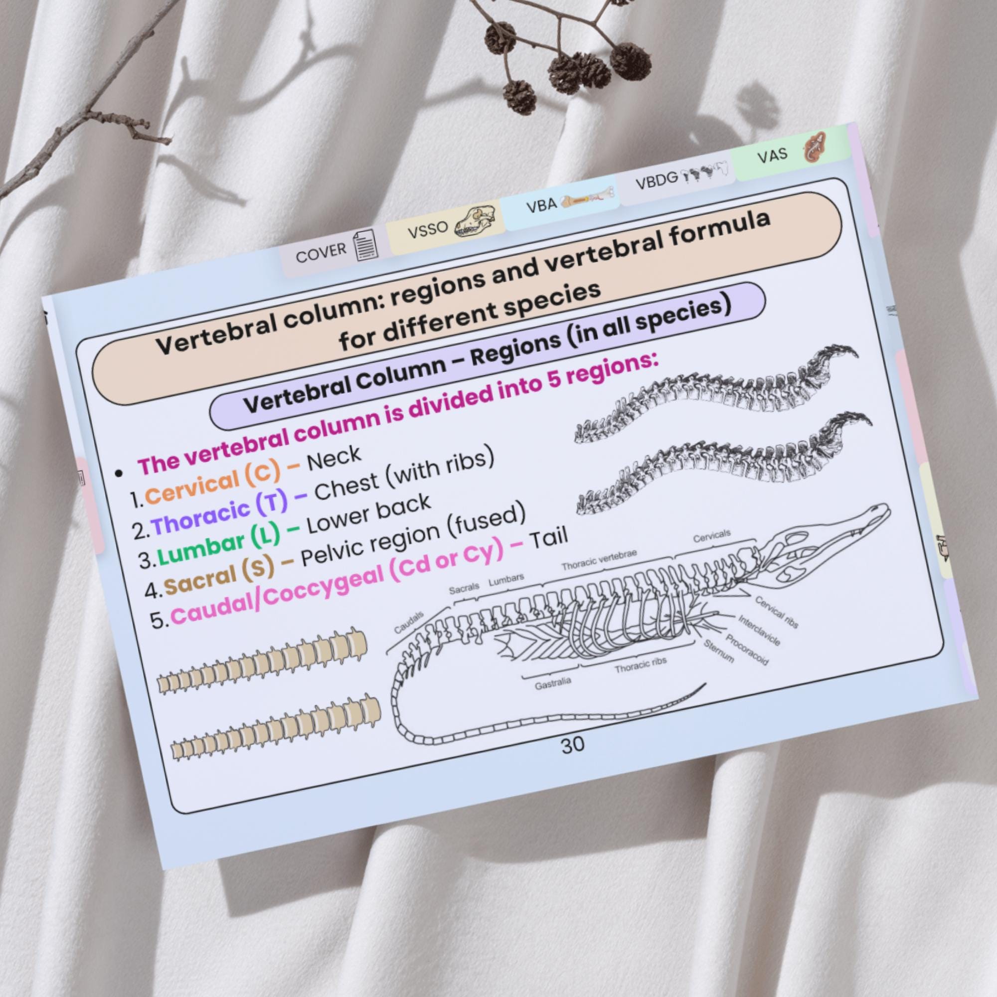 Veterinary Skeletal System Flashcard, 8+ Topic, 5 Bonus Cover Pages ...
