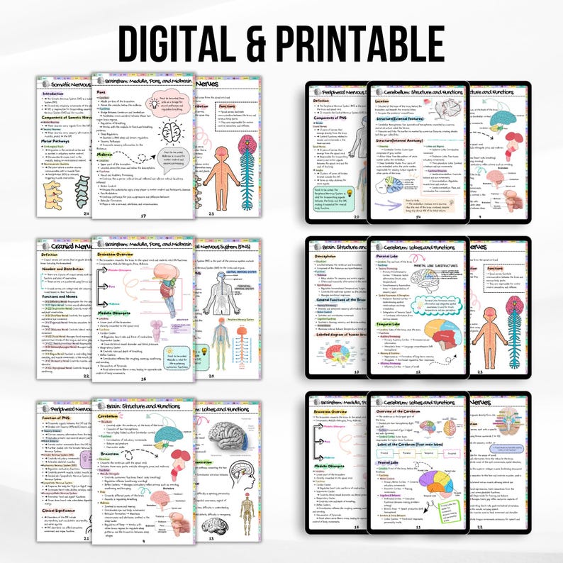 100+ Nervous System Notes Hyperlinked, Bonus Flashcards Stickers Study ...