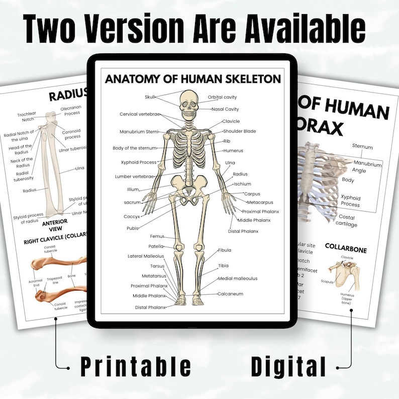 Human Anatomy Guide, 20 Pages Pdf, Human Body Systems Quick Guide, Med ...