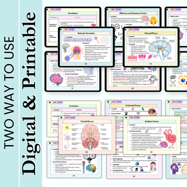 Anatomy Brain Flashcards Hyperlinked, Brain Anatomy Study, Anatomy and ...