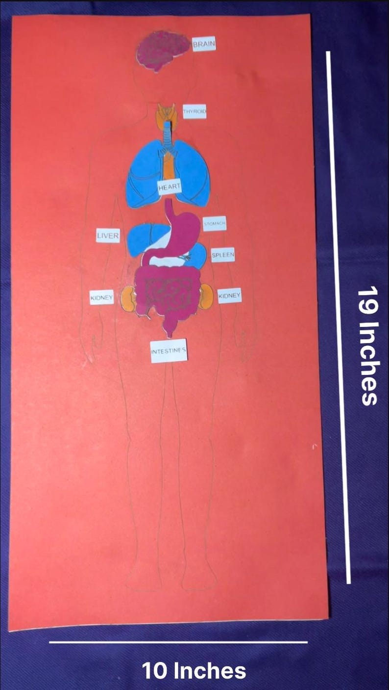 Felt Anatomy Set, Human Organs Felt, Body Parts Felt, Inside the Body ...