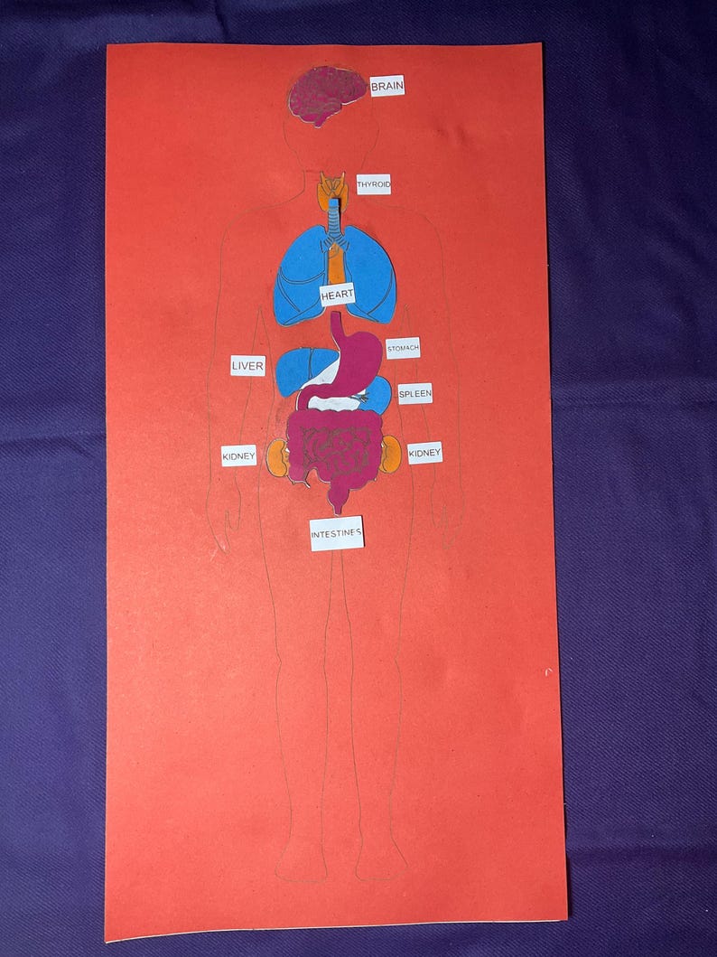 Felt Anatomy Set, Human Organs Felt, Body Parts Felt, Inside the Body ...
