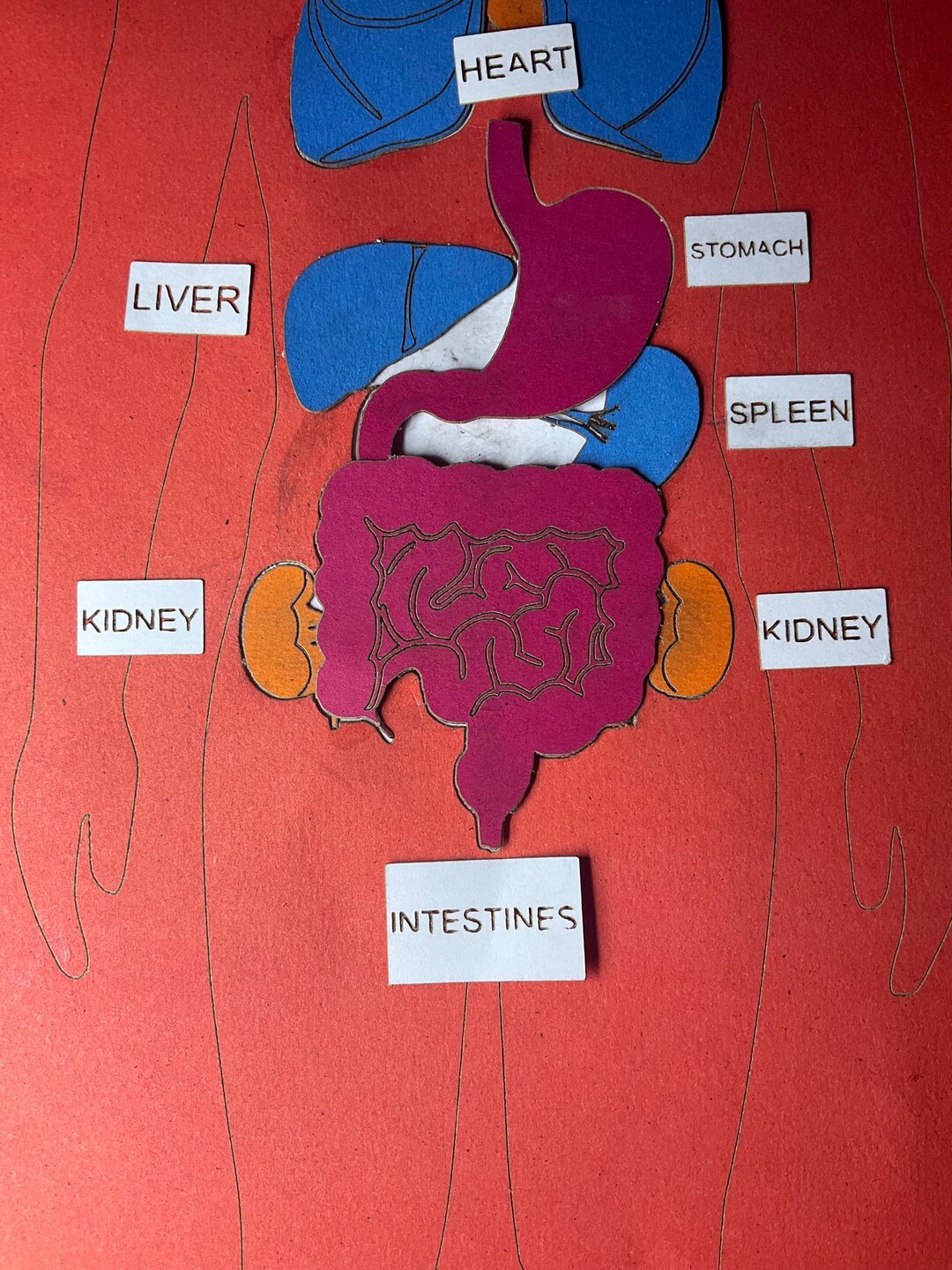 Felt Anatomy Set, Human Organs Felt, Body Parts Felt, Inside the Body ...