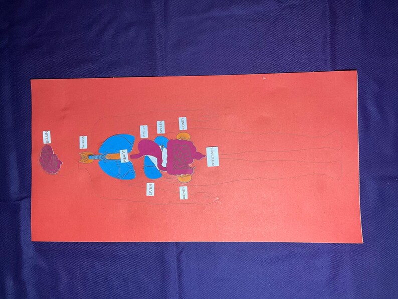 Felt Anatomy Set, Human Organs Felt, Body Parts Felt, Inside the Body ...