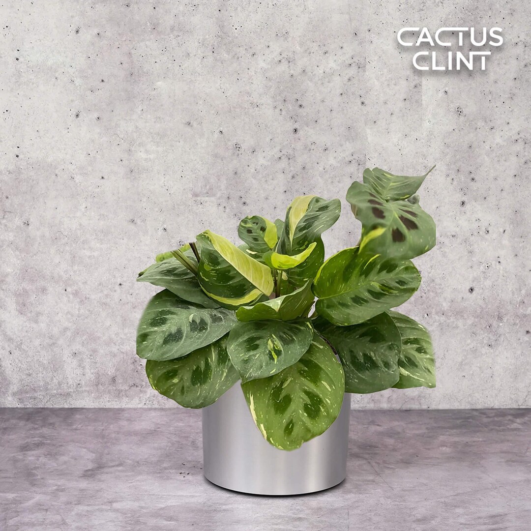 Variegated Maranta 'beauty Kim' - Exotic Prayer Plant, Rare Indoor ...