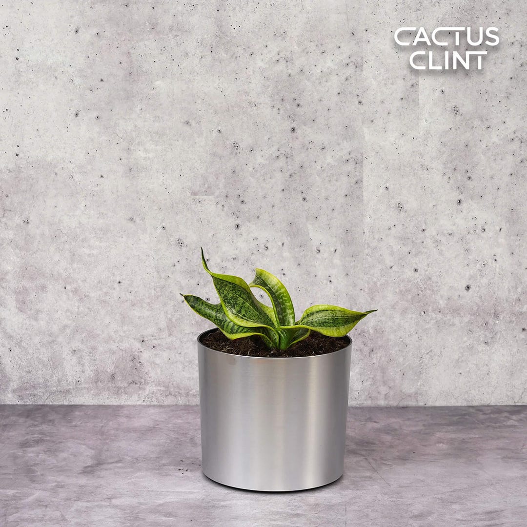 Snake Plant Twist - Etsy