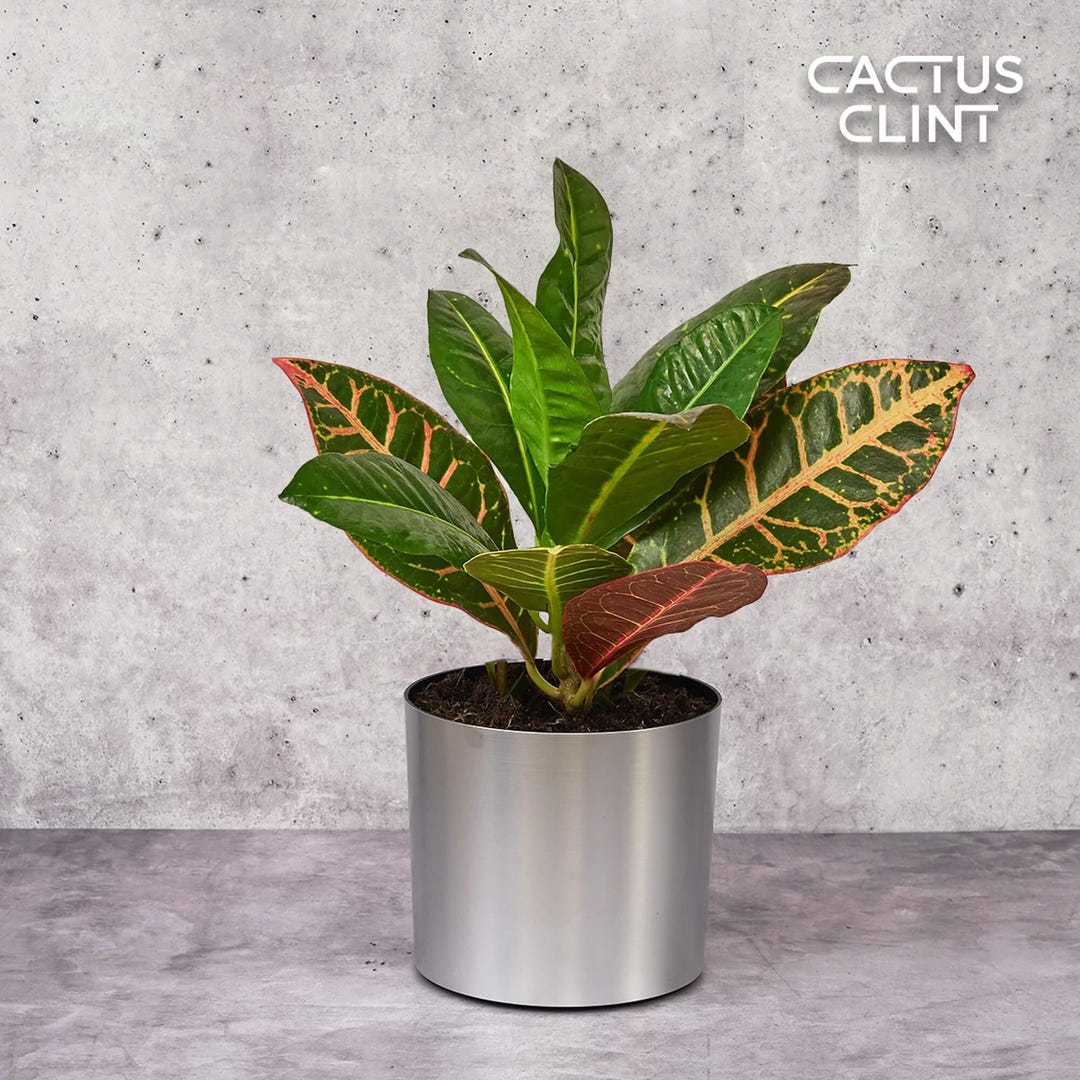 Vibrant Croton Petra 'joseph's Coat' Plant: Colorful Indoor Foliage for ...