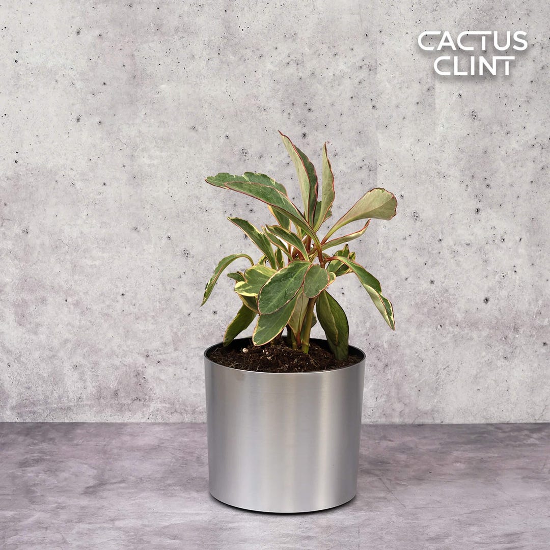 Peperomia 'ginny' - Charming Tricolor Indoor Plant for Home Decor and ...