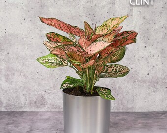 4” Chinese Evergreen ‘lady Valentine’, Live Plants, Small Plants ...