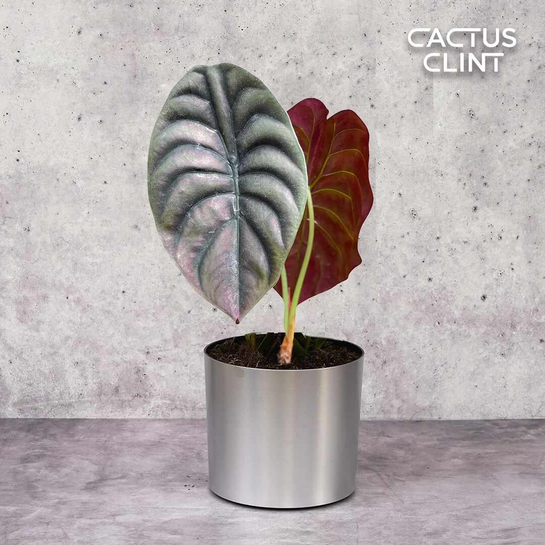 Alocasia 'red Secret' - Etsy