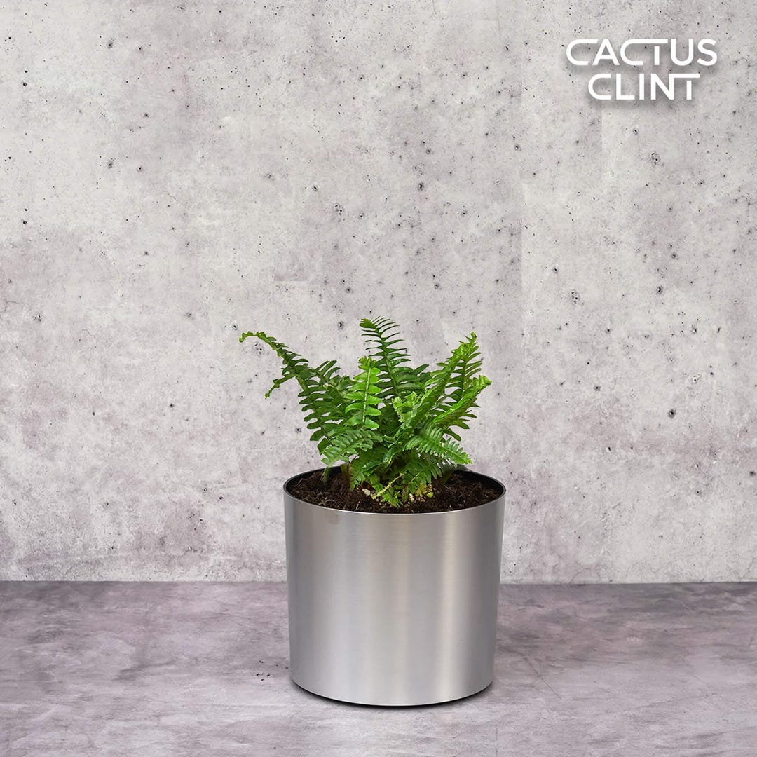 Vibrant Jester's Crown Fern: Unique Indoor Houseplant for Tropical ...