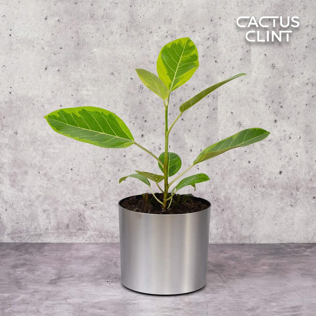 Rare Ficus Altissima 'yellow Gem' Plant: Exotic Indoor Tropical Tree ...