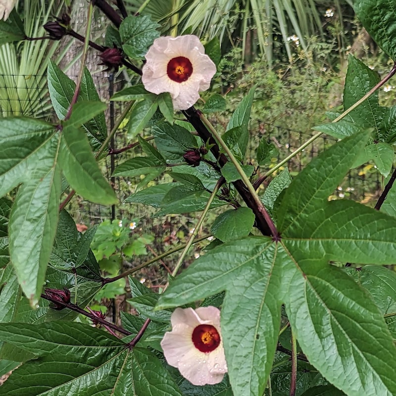 Hibiscus Seeds - Etsy