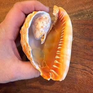 Antique 19th Century Victorian Hand Carved Seashell With Cameo AMCO ...