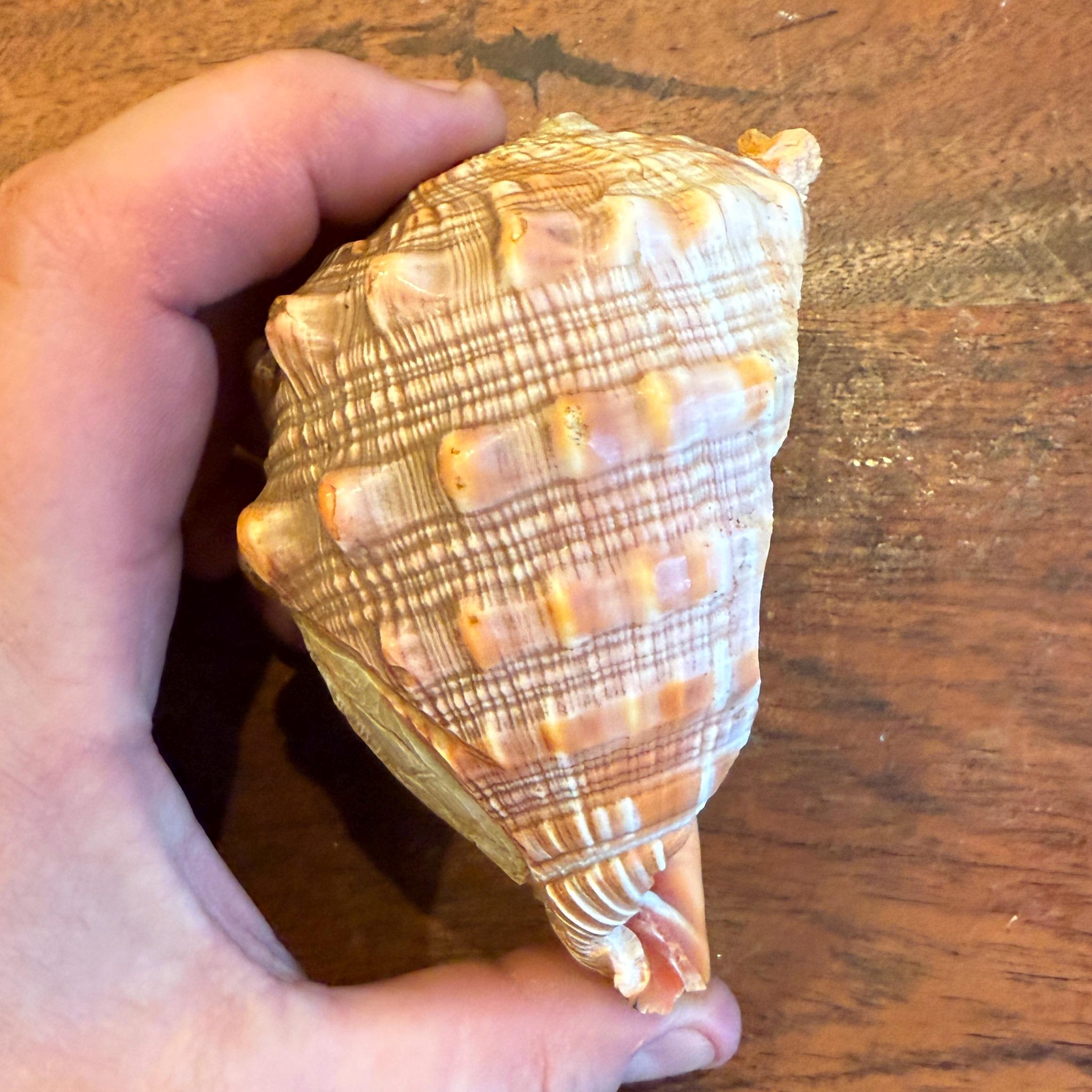 Antique 19th Century Victorian Hand Carved Seashell With Cameo AMCO ...
