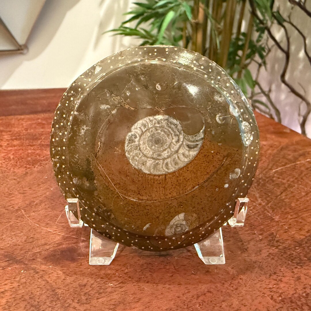 Authentic Prehistoric Ammonite Fossil With Clear Plastic Stand - 450 ...