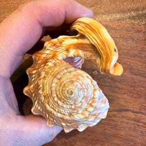 Antique 19th Century Victorian Hand Carved Seashell With Cameo AMCO ...