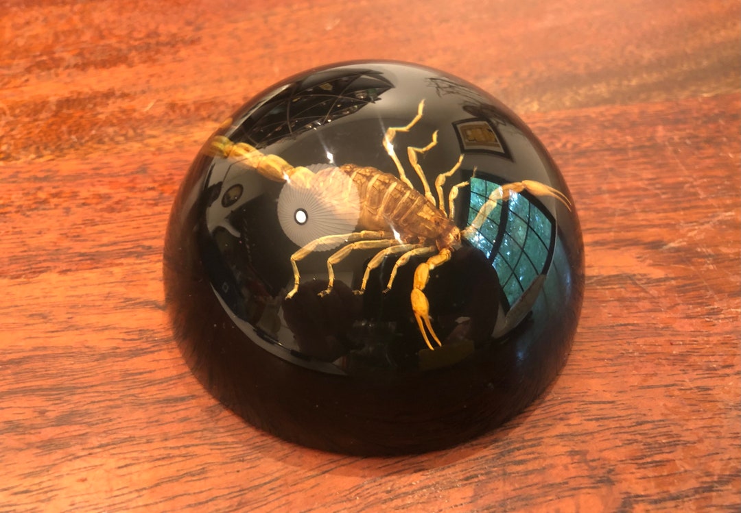 Vintage 1970's Authentic Scorpion in Acrylic Paperweight - Southwestern ...