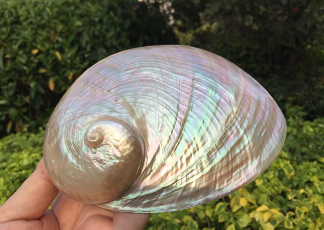 Australian Abalone Shell White, 4.5"-5.5" Decorative Seashell, Beach ...