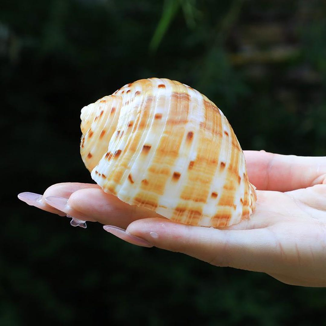 Brazilian Deep Grain Piano Snail Shell – 3.5" Rare Natural Shelter for ...