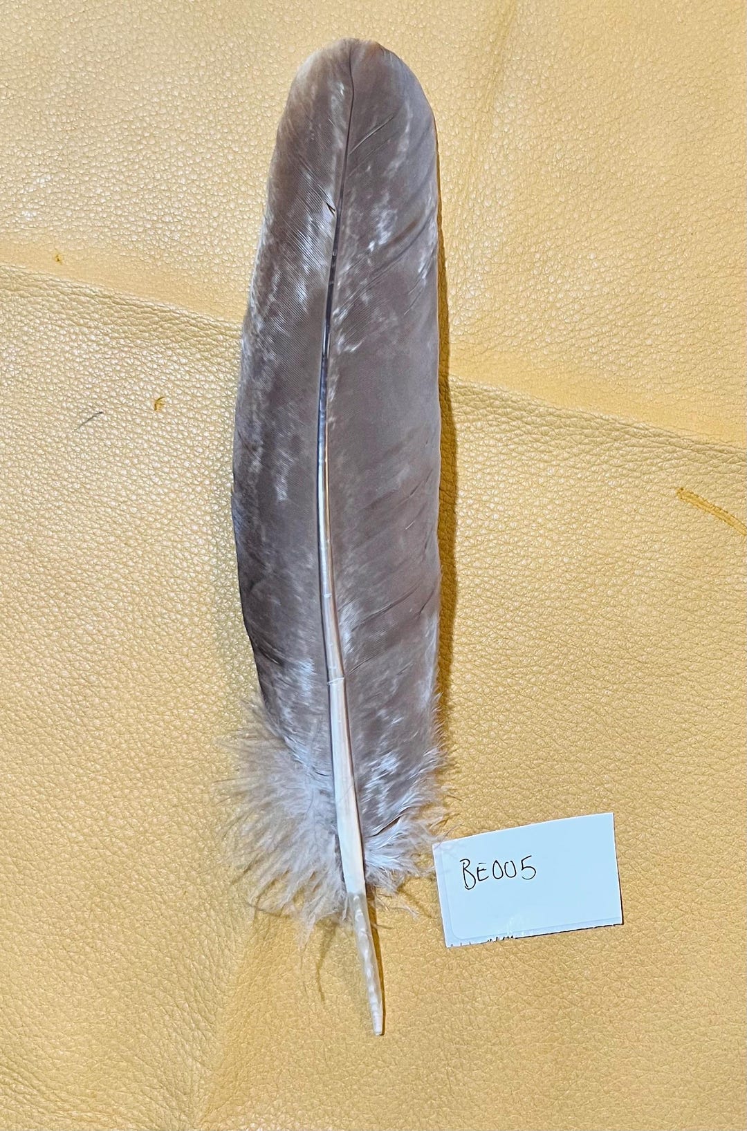 Hybrid Immature Bald Eagle Heritage Turkey Feather for Smudge Fan ...