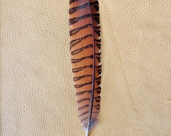 Hybrid Immature Hawk Heritage Turkey 9 Piece Tail Feather Set for ...